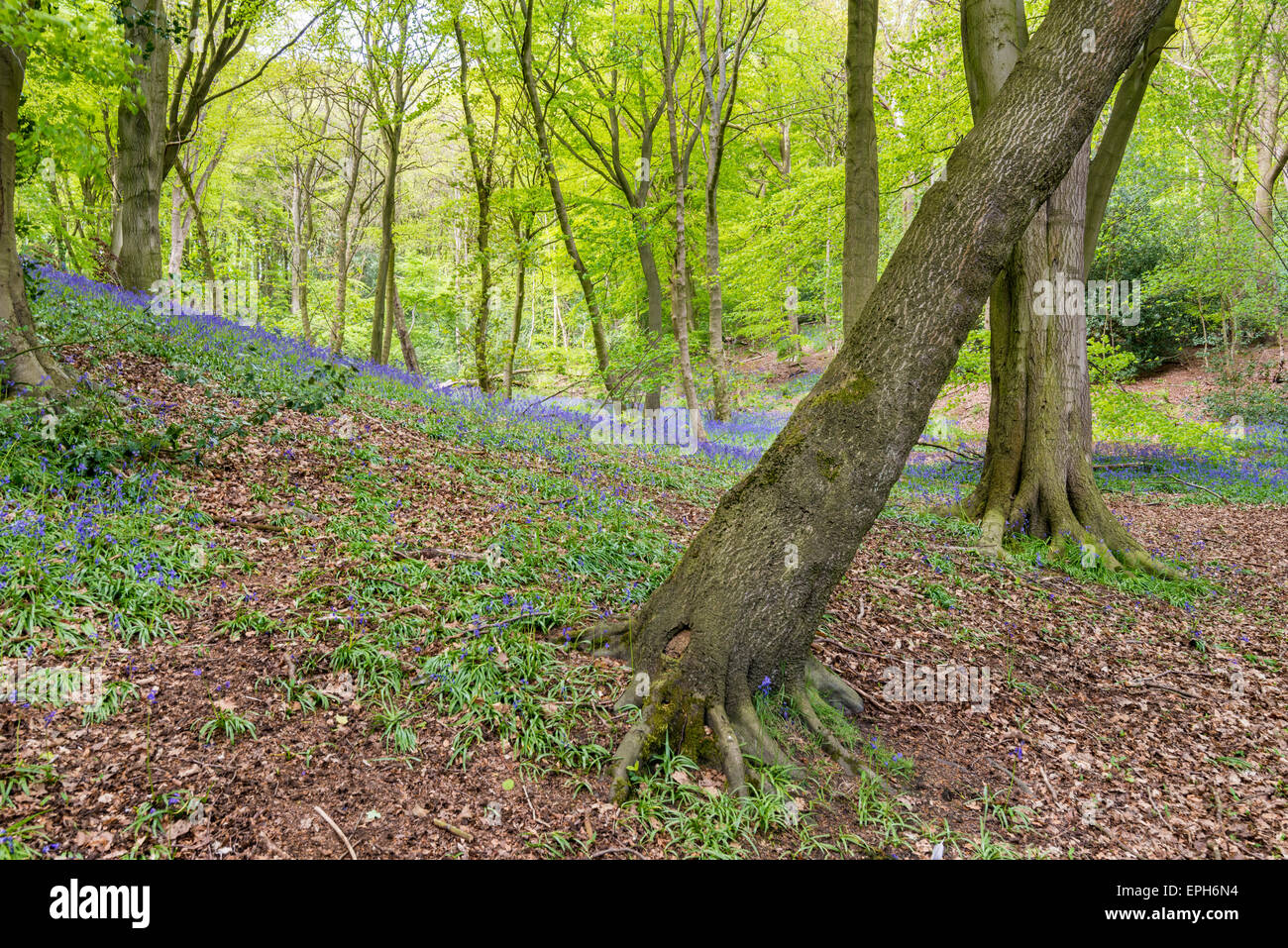 Woodland harmony hi-res stock photography and images - Alamy