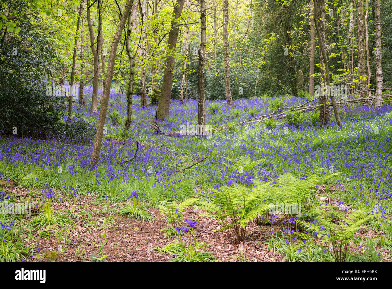 Woodland harmony hi-res stock photography and images - Alamy