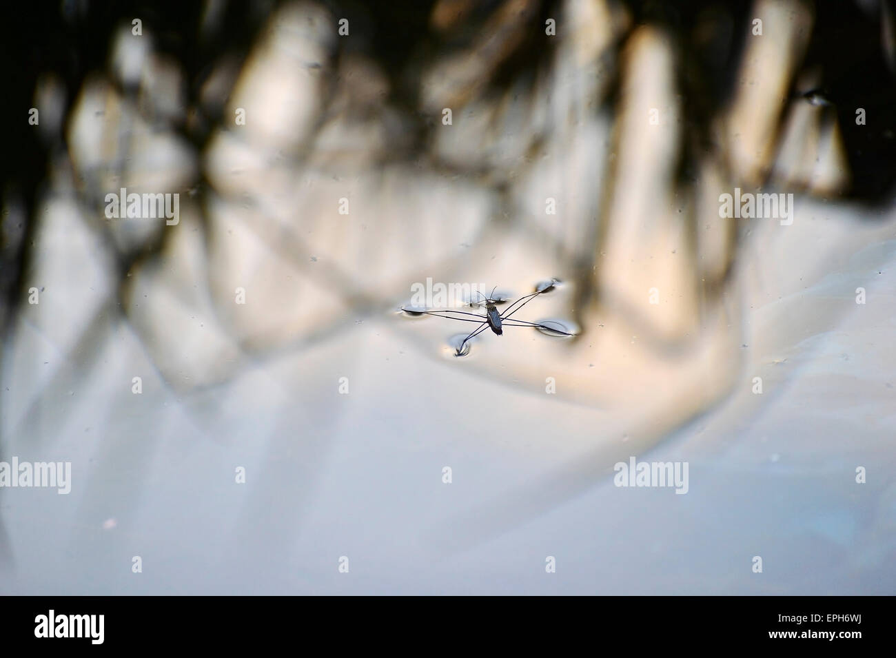 Water bug surface tension of water hi-res stock photography and images ...