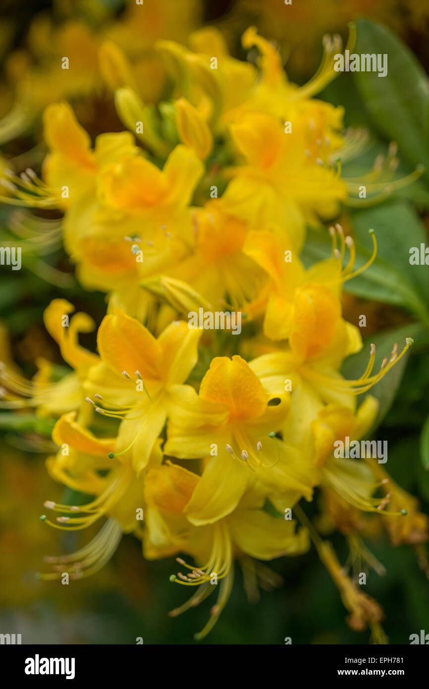 Rhododendron luteum azalea yellow flowers Stock Photo - Alamy