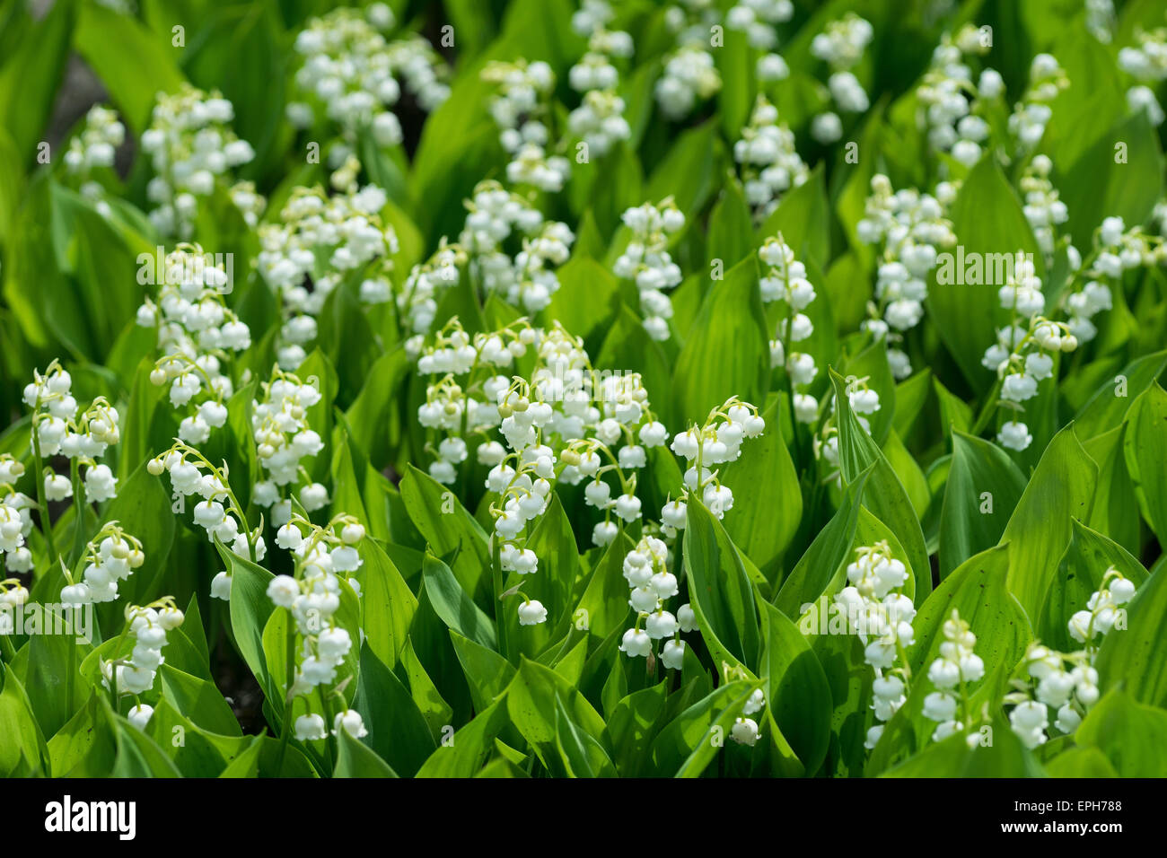 White lily of the valley hi-res stock photography and images - Alamy