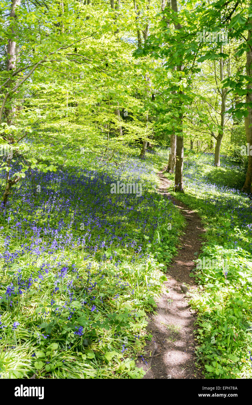 Spring woods hi-res stock photography and images - Alamy