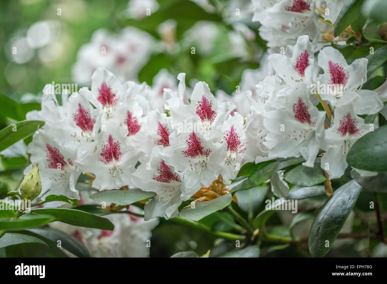 Rhododendron pink white flowers hi-res stock photography and images - Alamy