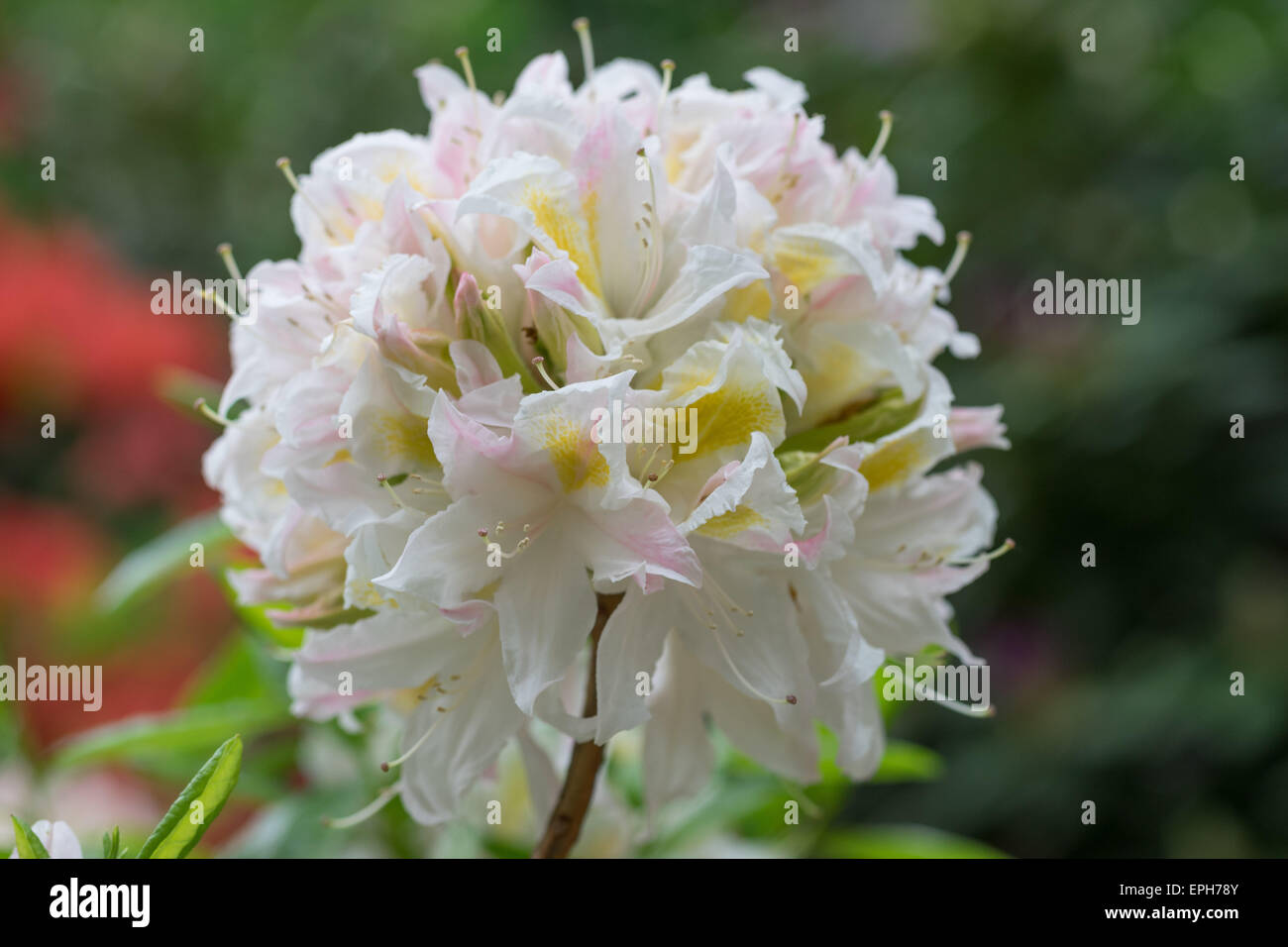 Rhododendron pink white flowers hi-res stock photography and images - Alamy