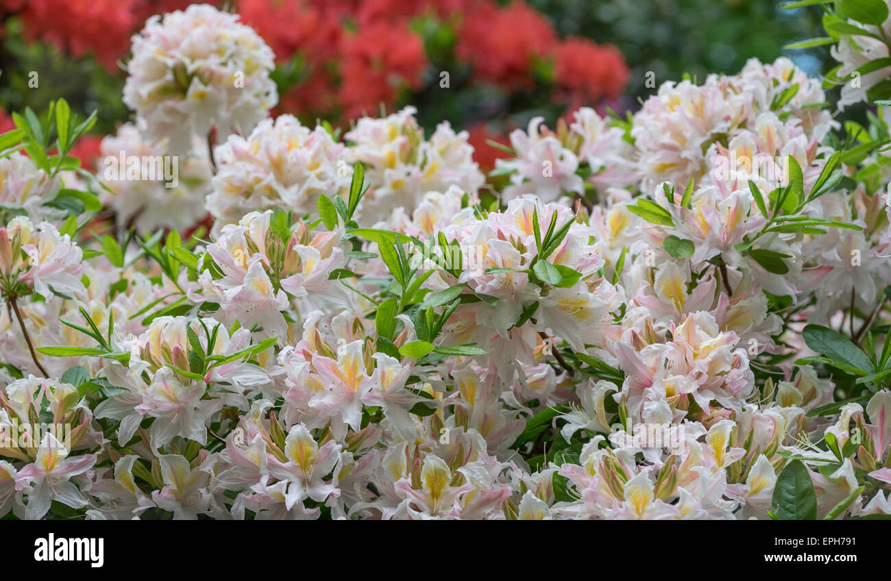 Rhododendron pink white flowers hi-res stock photography and images - Alamy