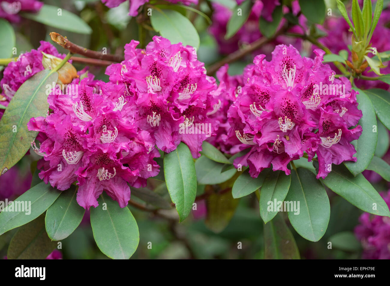 Rhododendron Edwin purple rich flowers Stock Photo - Alamy