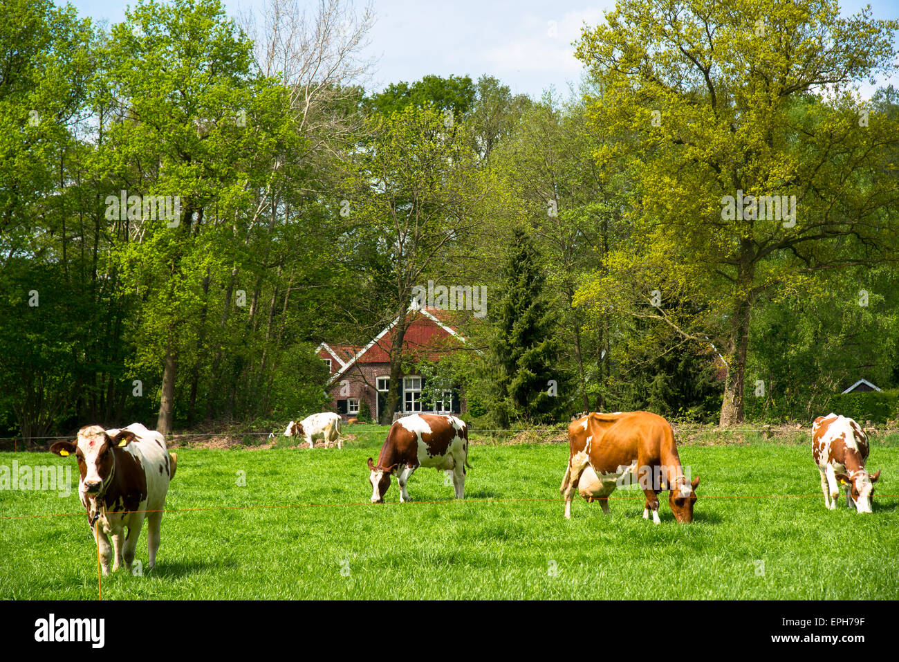 cows on grassland Stock Photo - Alamy