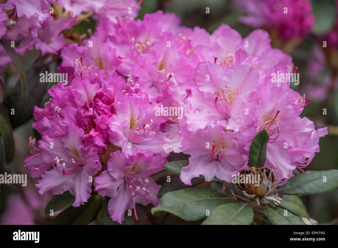 Rhododendron smirnovii pink purple rich flowers close up Stock Photo ...