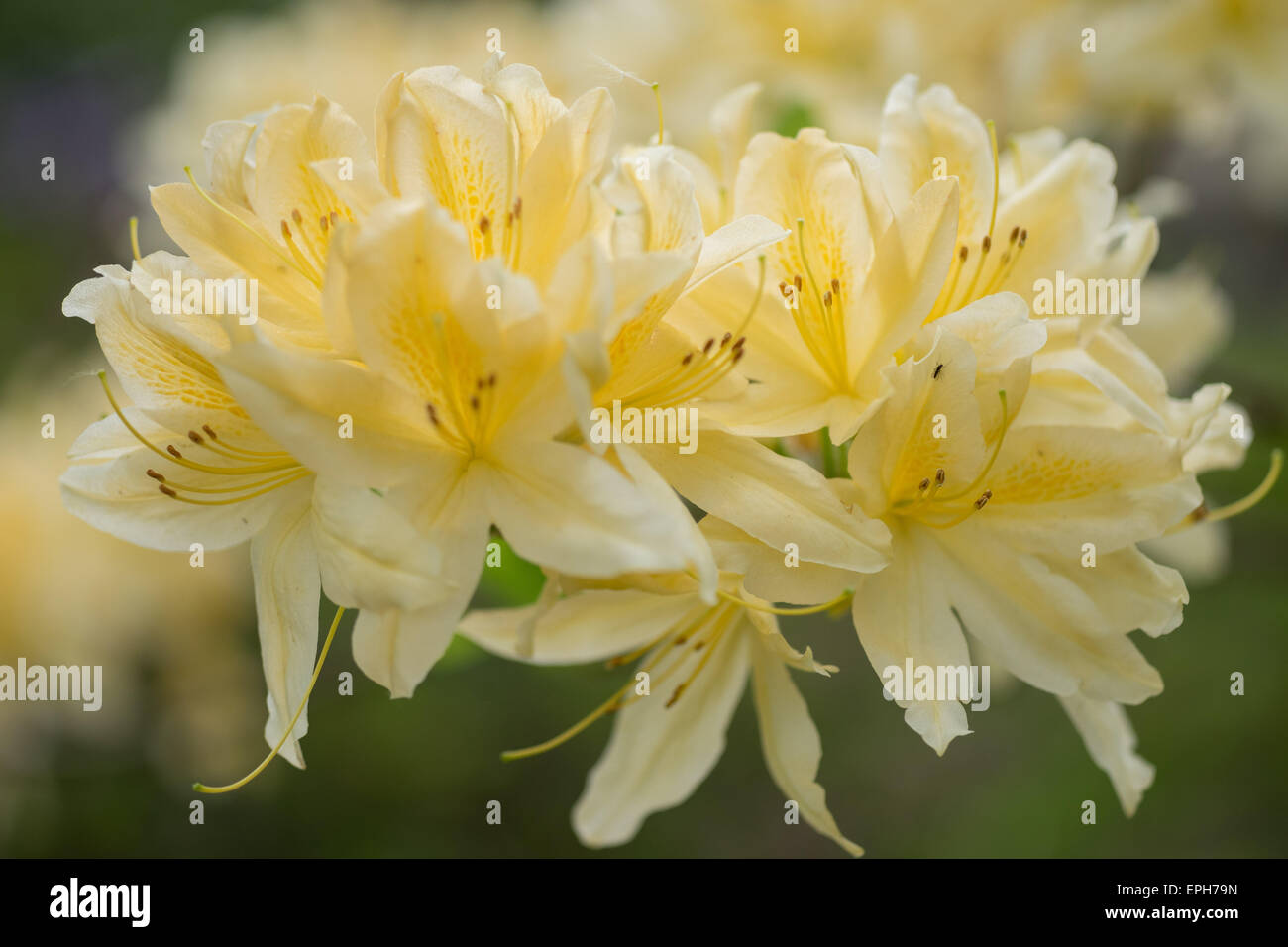 Rhododendron japonicum aureum yellow rich flowers Stock Photo - Alamy