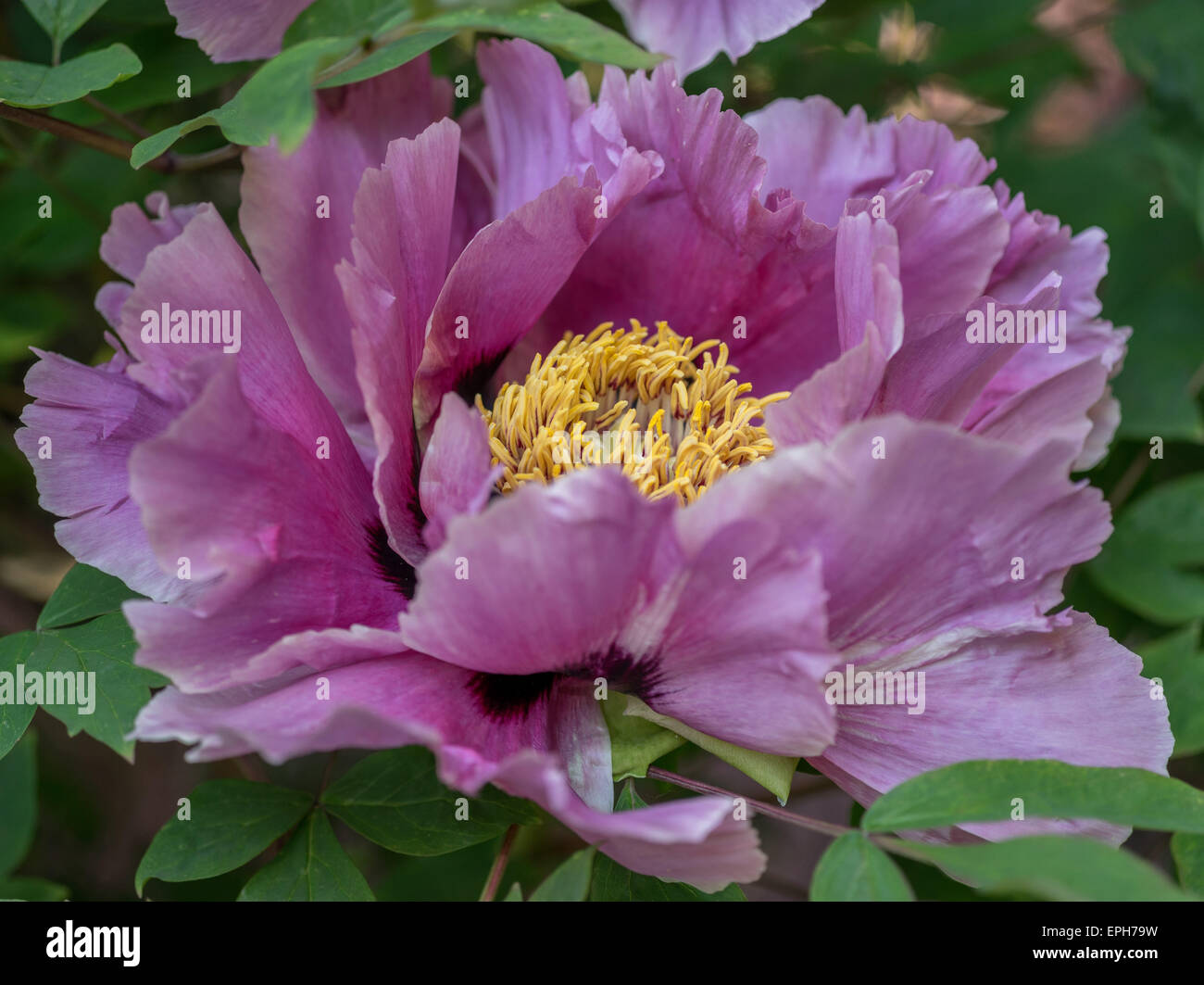 Peonia suffruticosa hi-res stock photography and images - Alamy