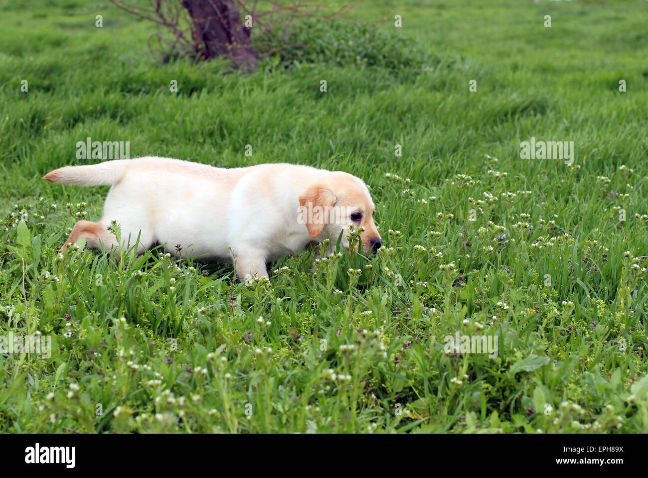 yellow labrador puppy running in green grass in spring Stock Photo - Alamy