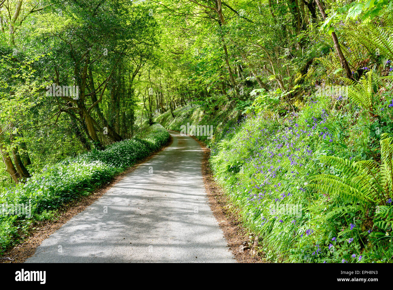 A beautiful country lane in Cornwall lined with wild garlic and ...
