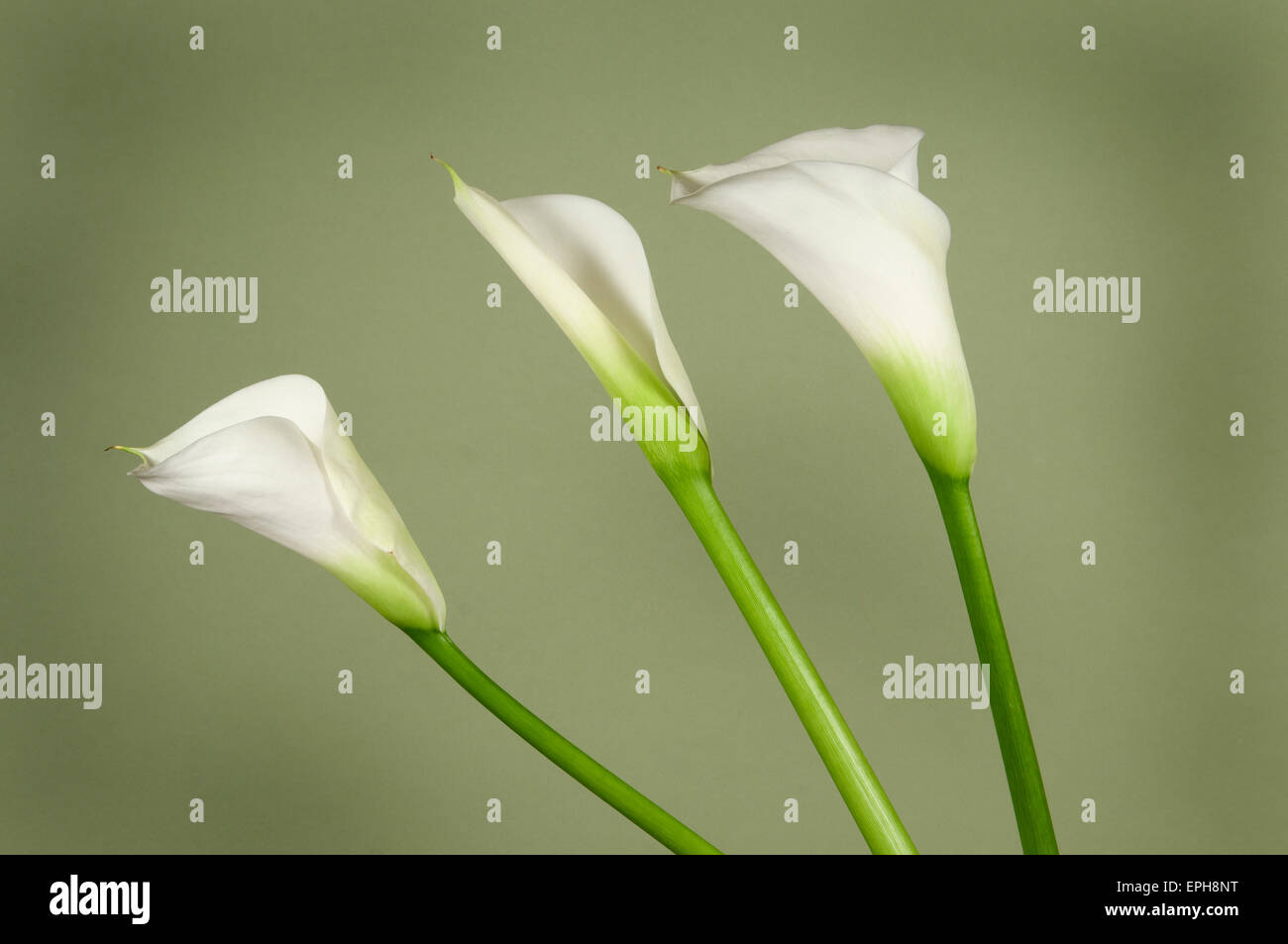 Calla lily flowers on a light green background Stock Photo - Alamy