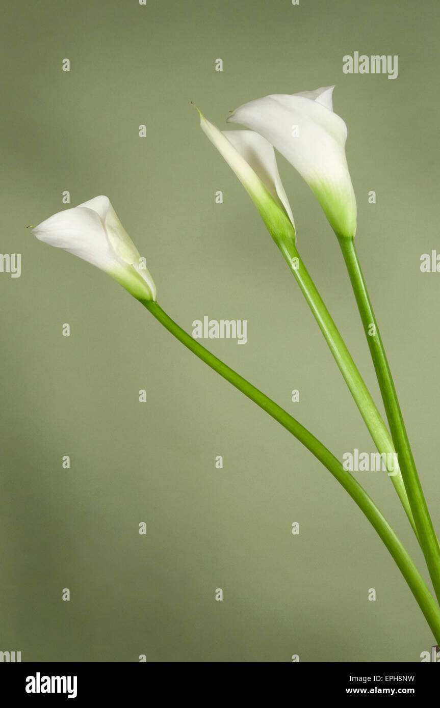 Calla lily flowers on a light green background Stock Photo - Alamy