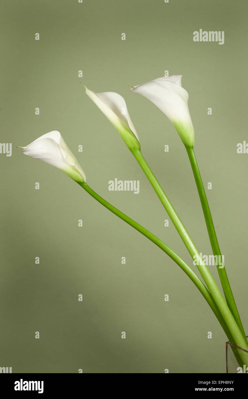 Calla lily flowers on a light green background Stock Photo - Alamy