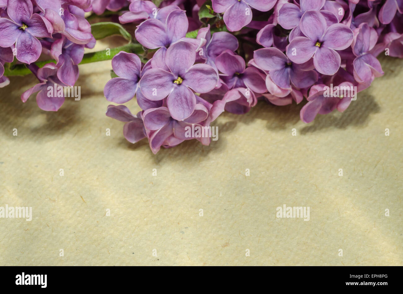 lilac flowers on paper background Stock Photo - Alamy