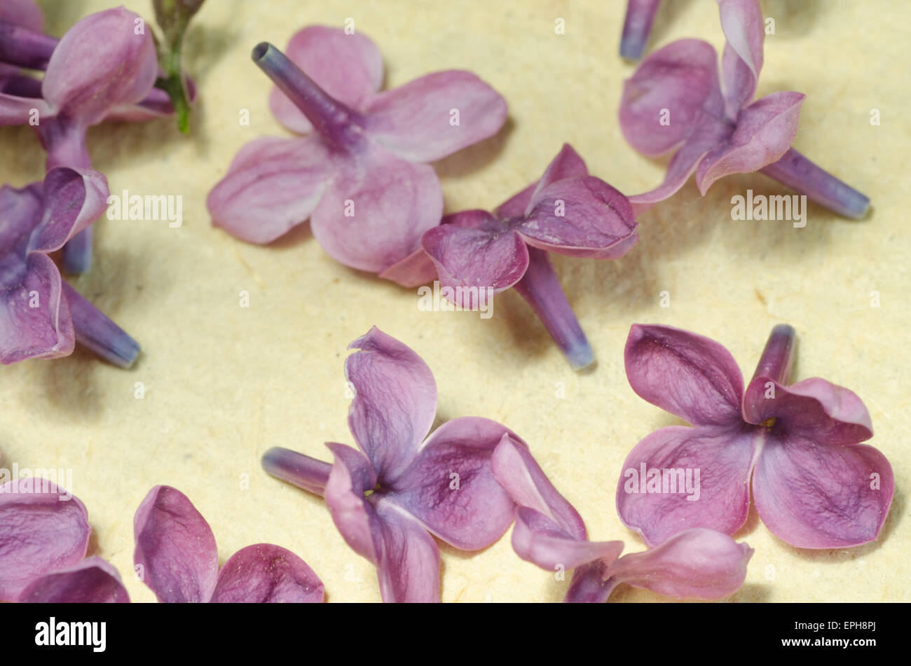 lilac flowers on paper background Stock Photo - Alamy