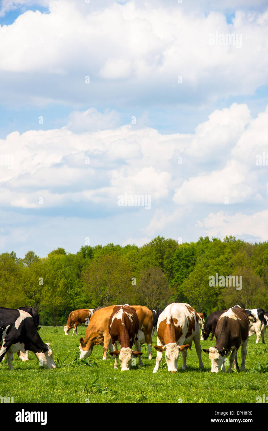 Grassland cows hi-res stock photography and images - Alamy
