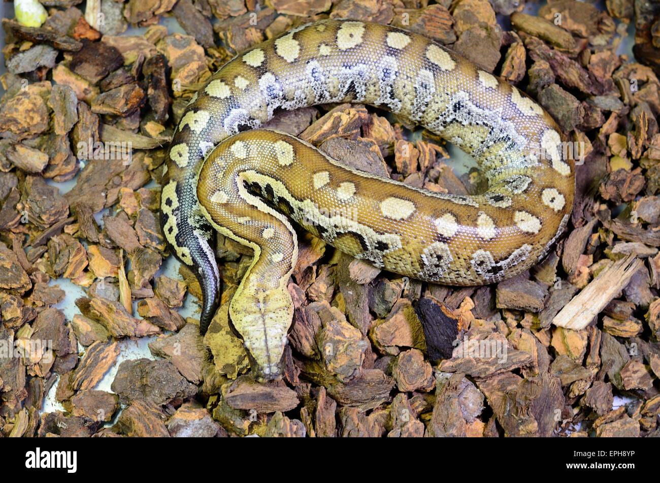 beautiful Blood Python (Python curtus) sleeping in terrarium Stock ...