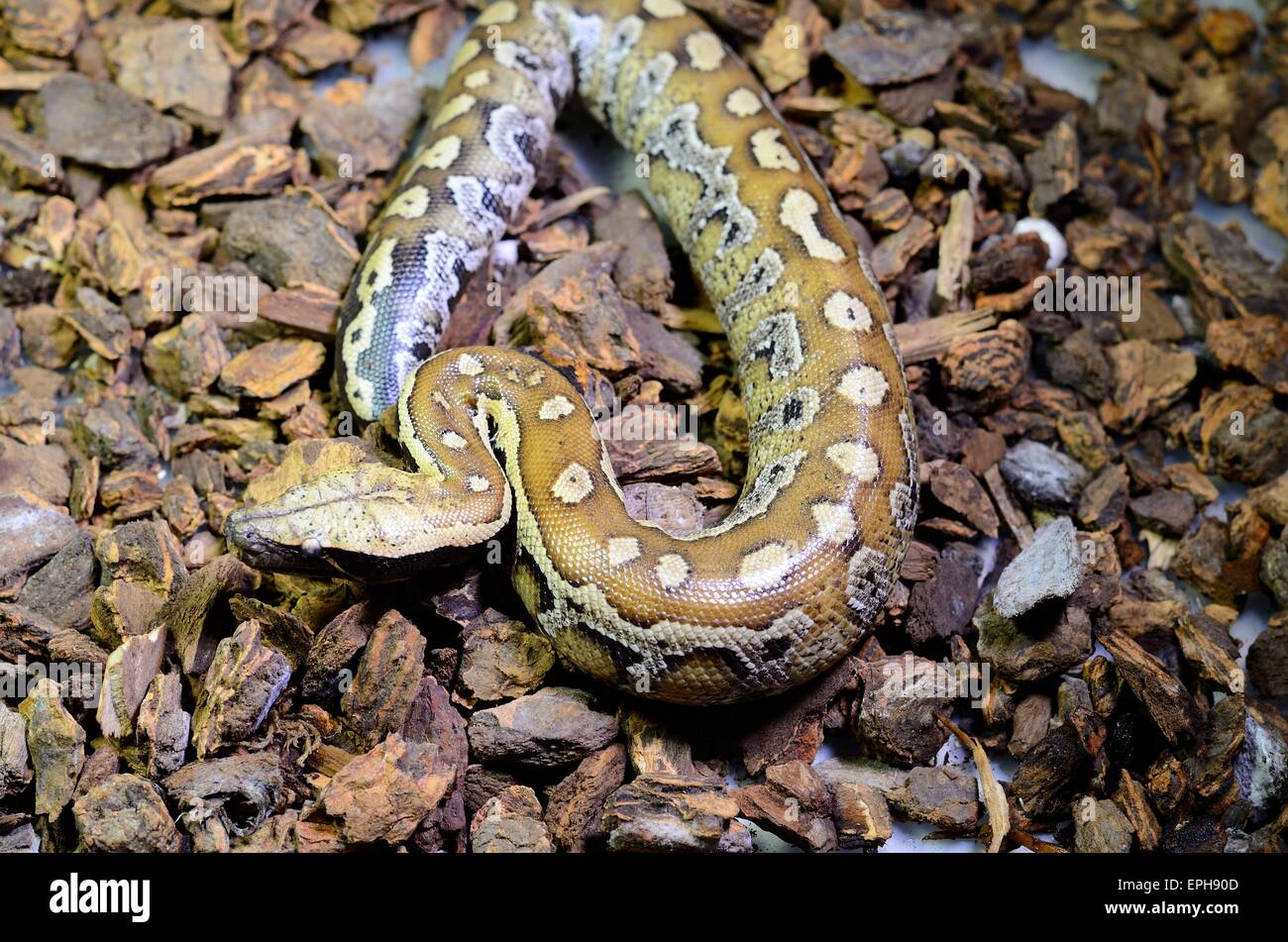 beautiful Blood Python (Python curtus) sleeping in terrarium Stock ...