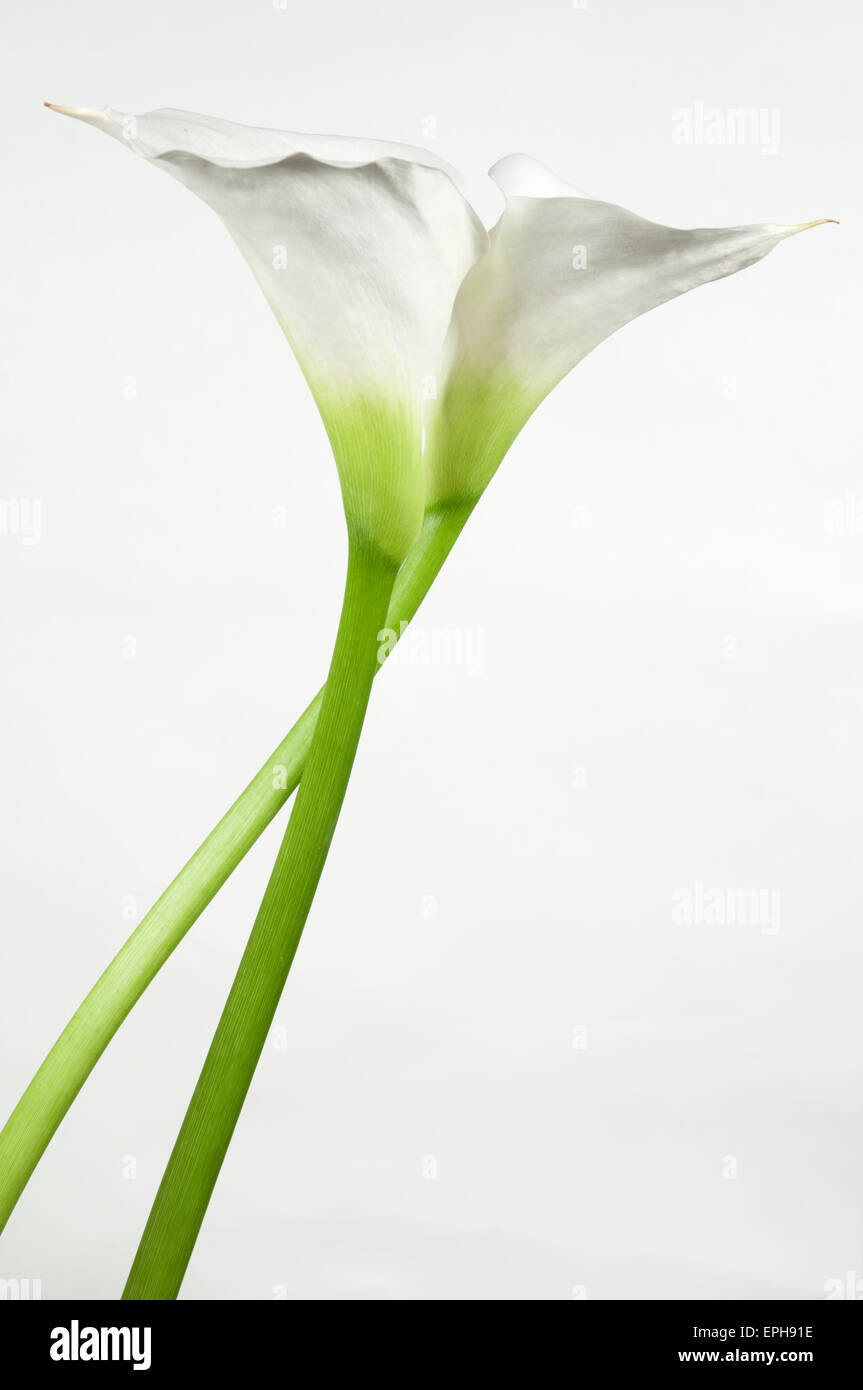 Calla lily flowers on a light background Stock Photo - Alamy