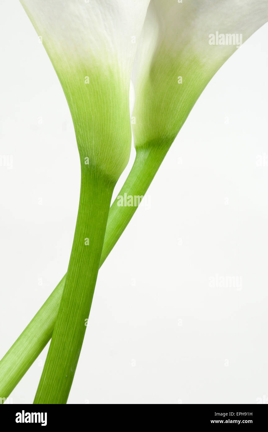 Calla lily flowers on a light background Stock Photo - Alamy