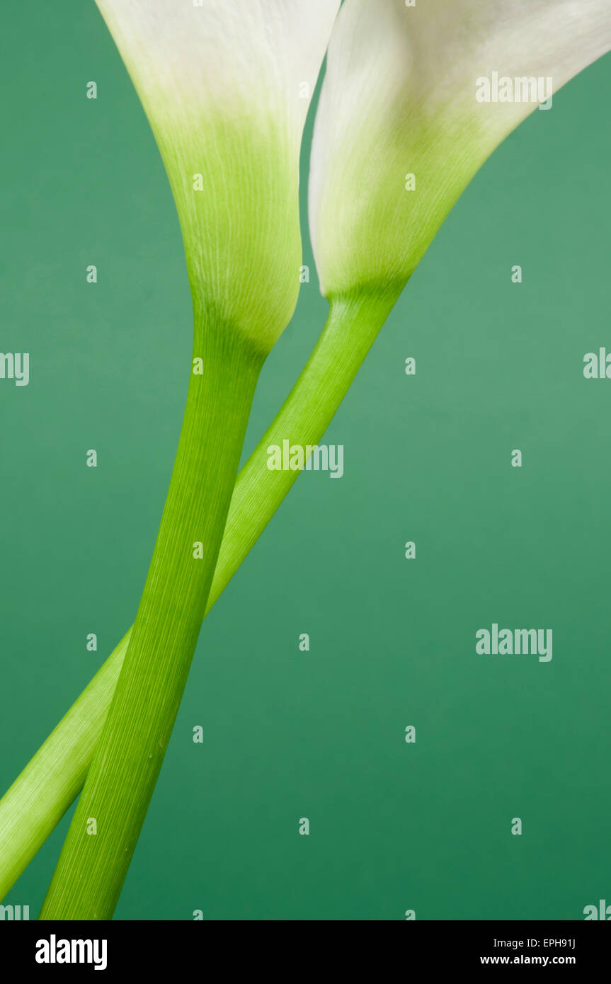 Calla lily flowers on a light green background Stock Photo - Alamy