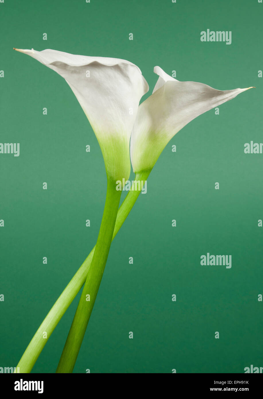 Calla lily flowers on a light green background Stock Photo - Alamy