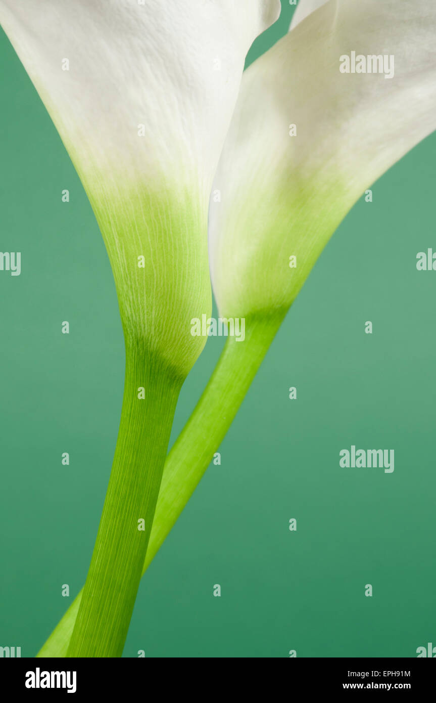 Calla lily flowers on a light green background Stock Photo - Alamy
