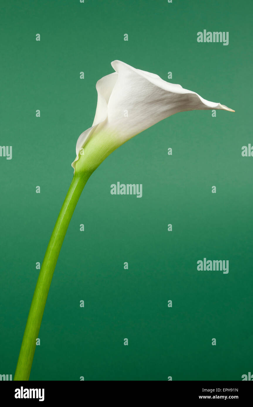Calla lily flower on a light green background Stock Photo - Alamy