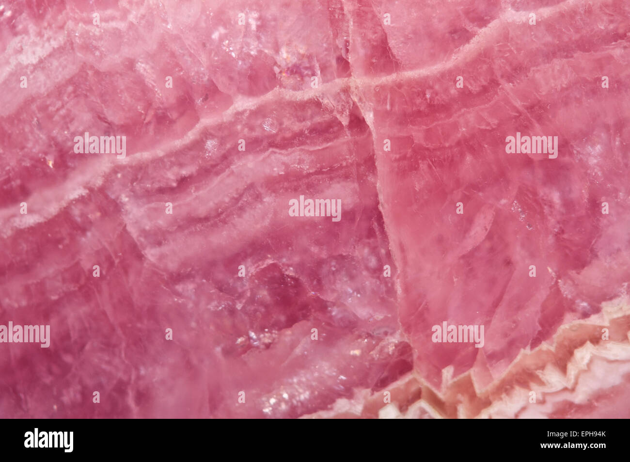 Rhodochrosite MNCO3. Pink manganese carbonate mineral. Macro. Beautiful ...