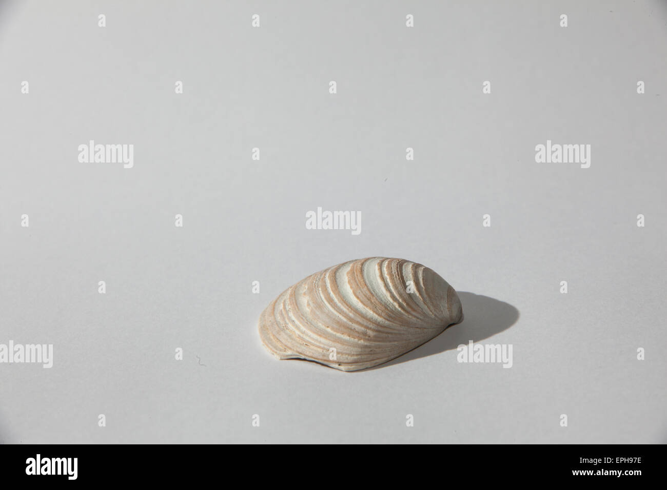 Shell shot on a white background Stock Photo - Alamy