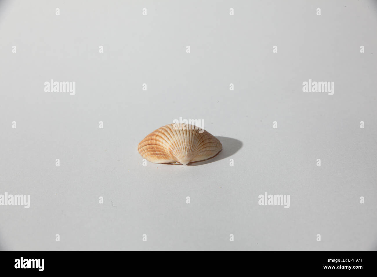 Shell shot on a white background Stock Photo - Alamy