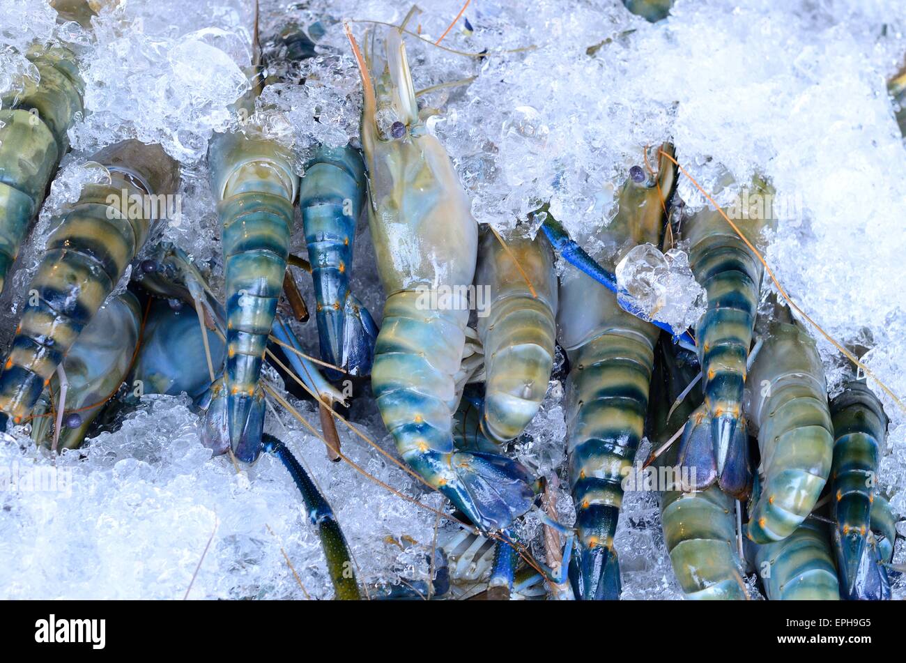 Fresh Giant River Prawn Macrobrachium Rosenbergii At Thailand Market