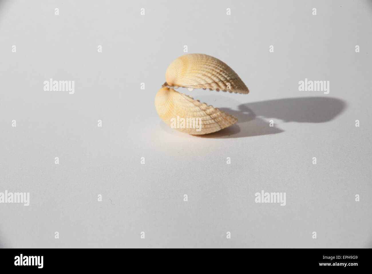 Shell shot on a white background Stock Photo - Alamy