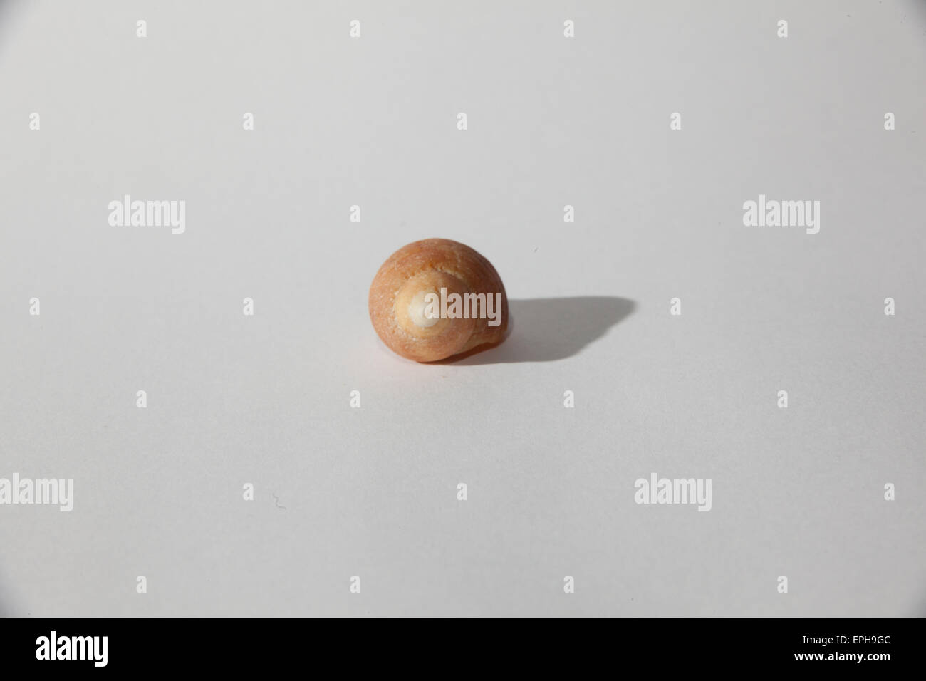 Shell shot on a white background Stock Photo - Alamy