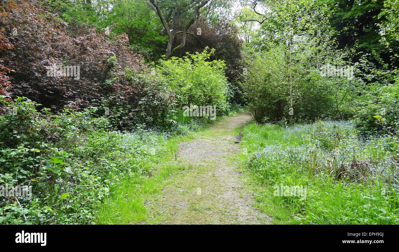 Garden greenery plants trees woodland Stock Photo - Alamy