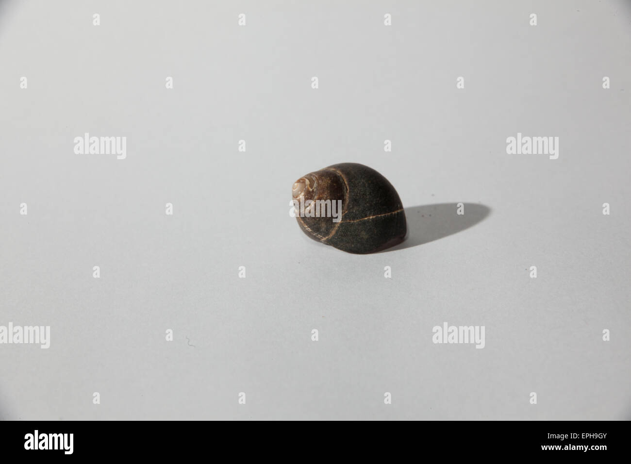 Shell shot on a white background Stock Photo - Alamy