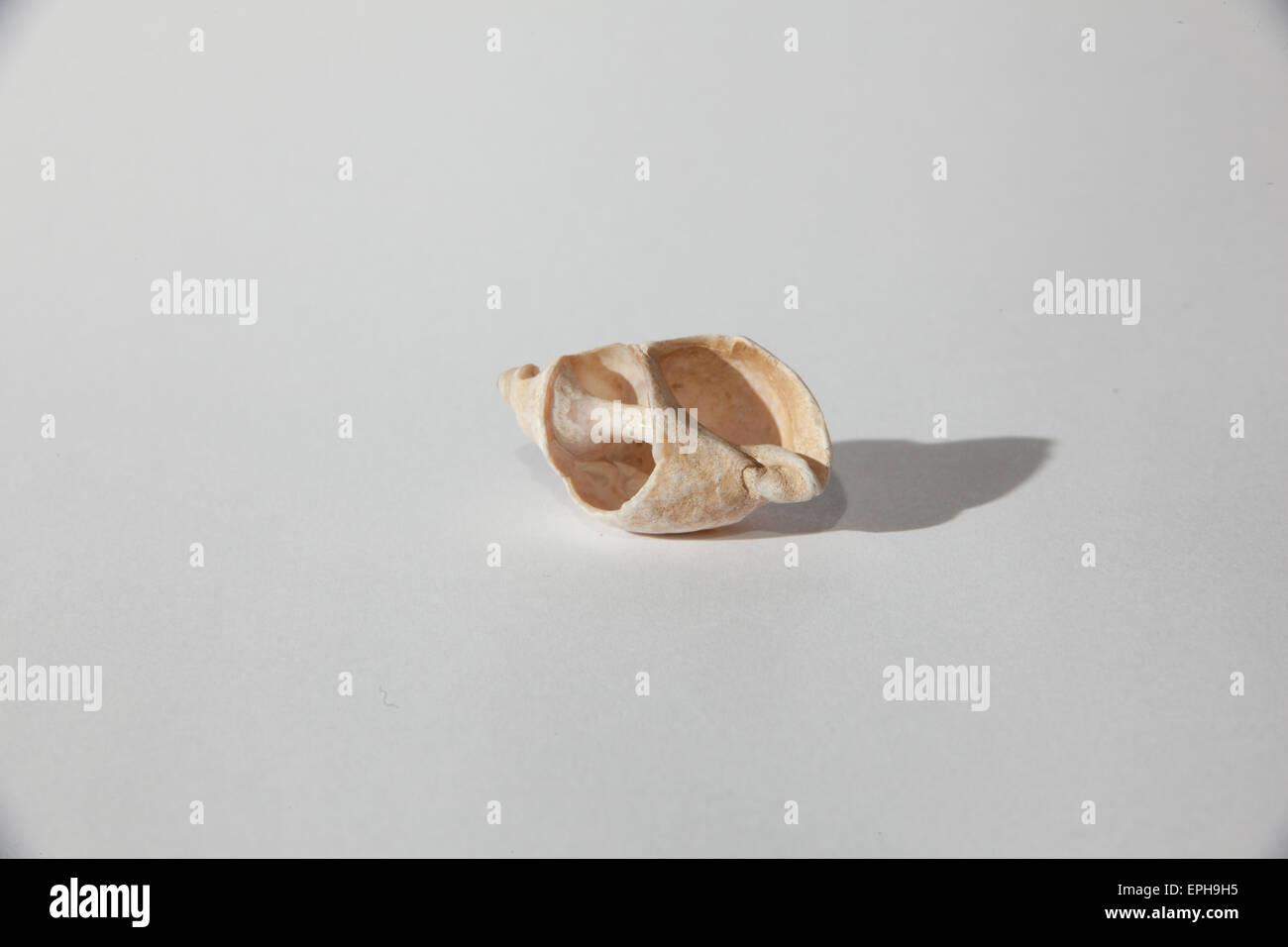 Shell shot on a white background Stock Photo - Alamy