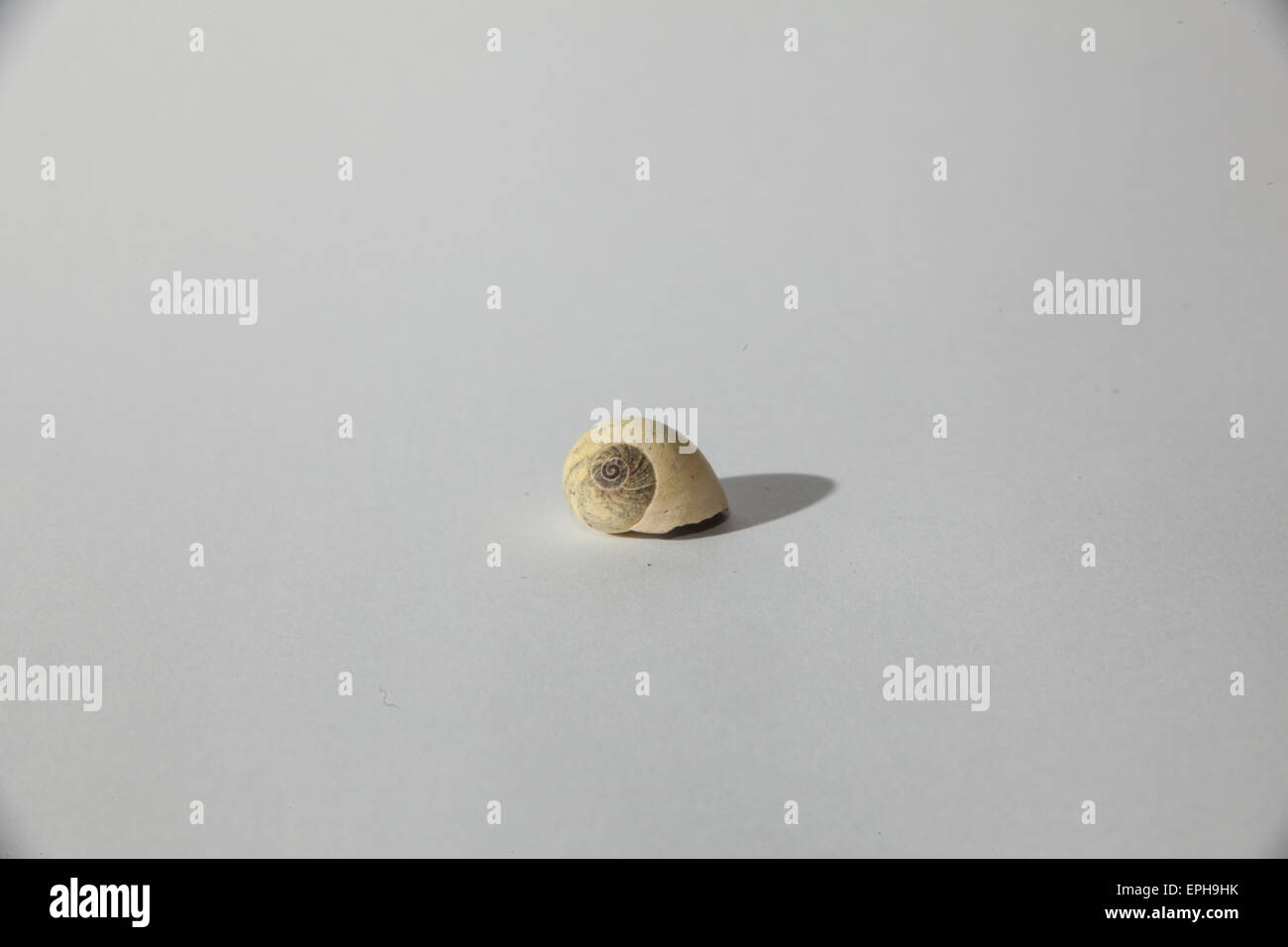 Shell shot on a white background Stock Photo - Alamy