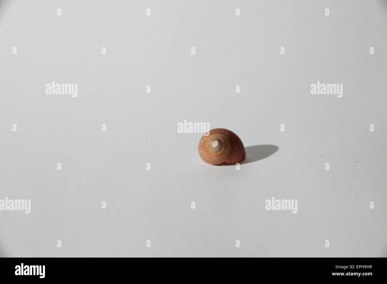 Shell shot on a white background Stock Photo - Alamy