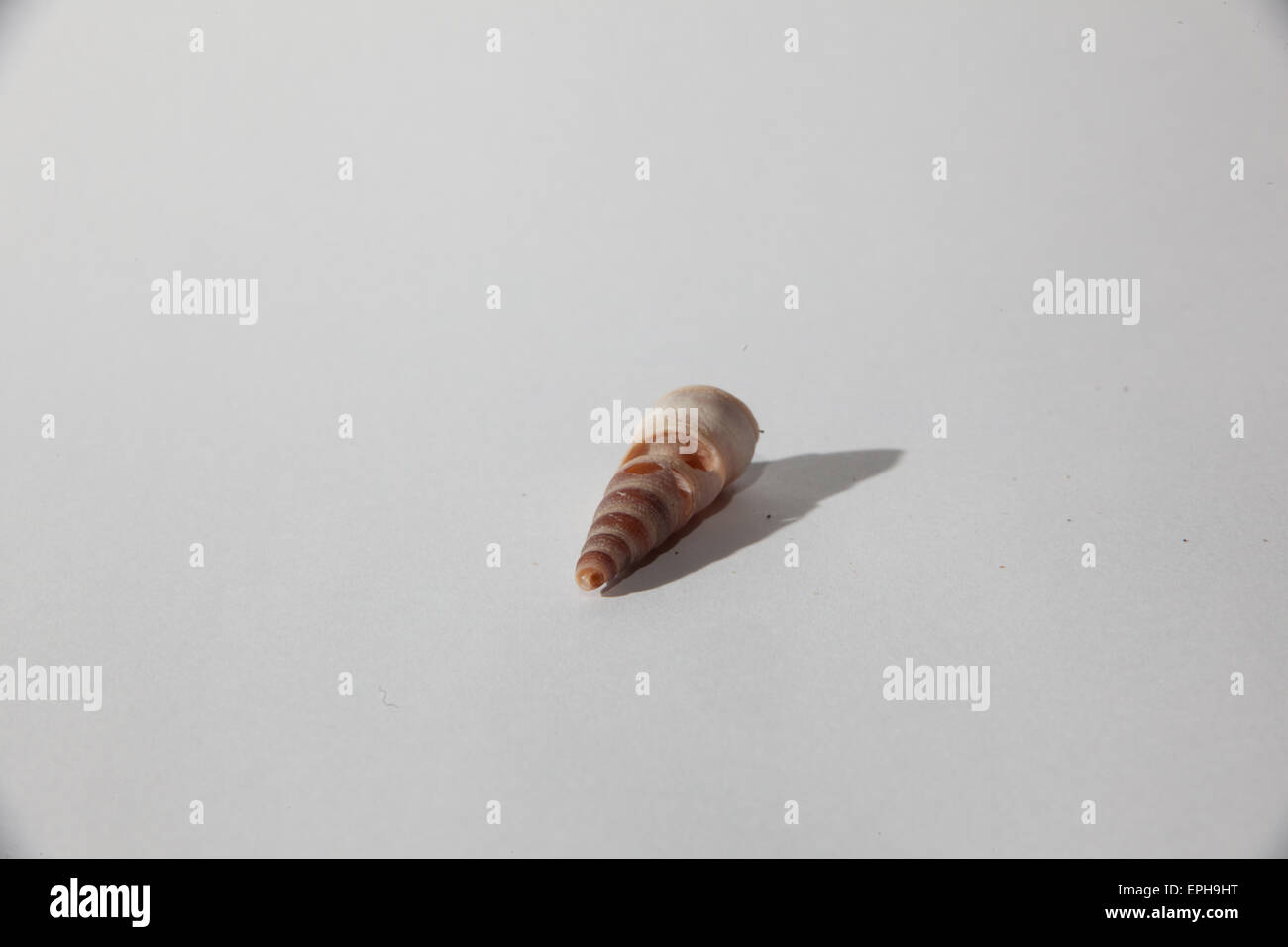 Shell shot on a white background Stock Photo - Alamy