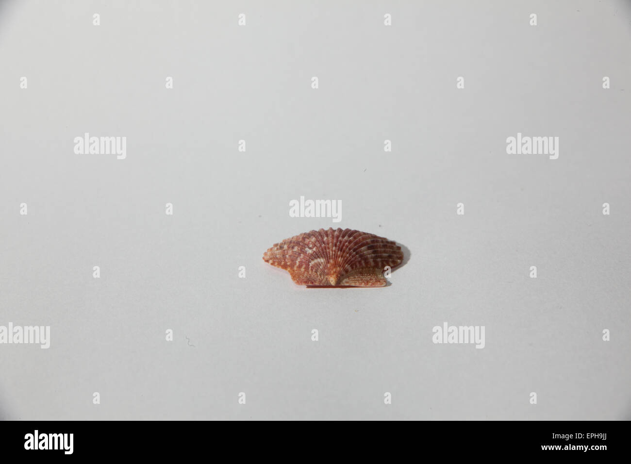 Shell shot on a white background Stock Photo - Alamy