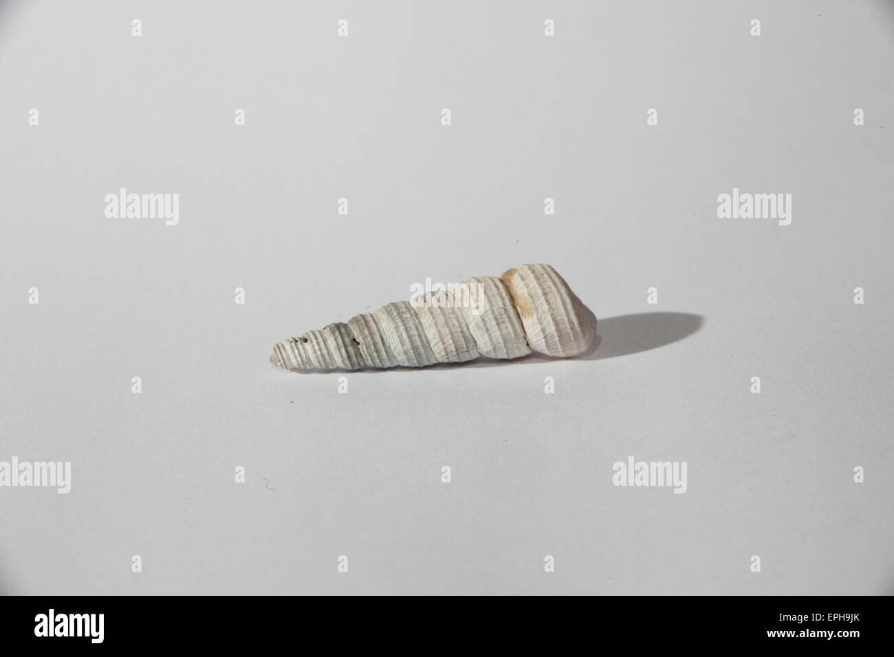 Shell shot on a white background Stock Photo - Alamy