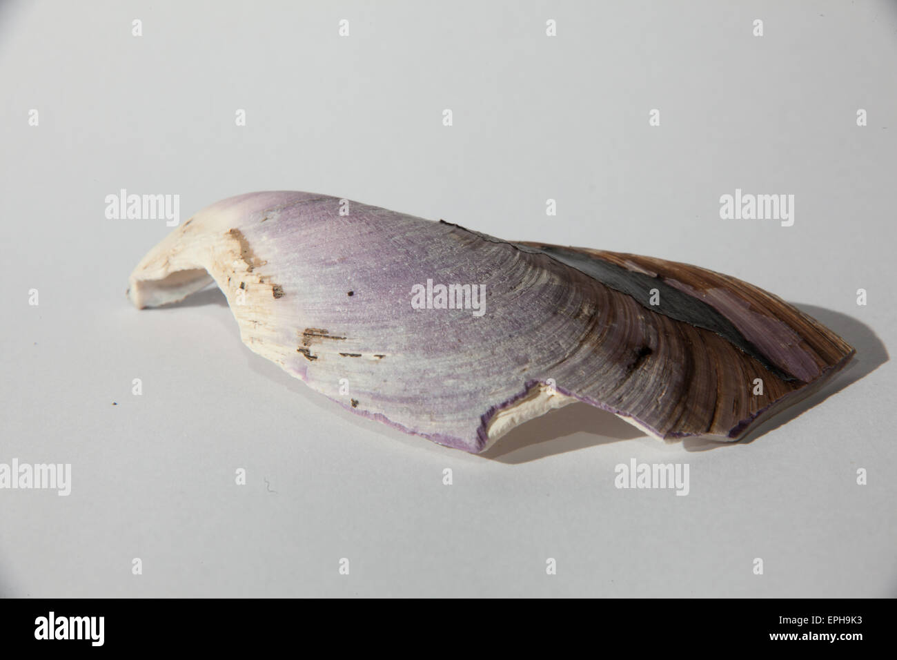 Inside mussel shell hi-res stock photography and images - Alamy