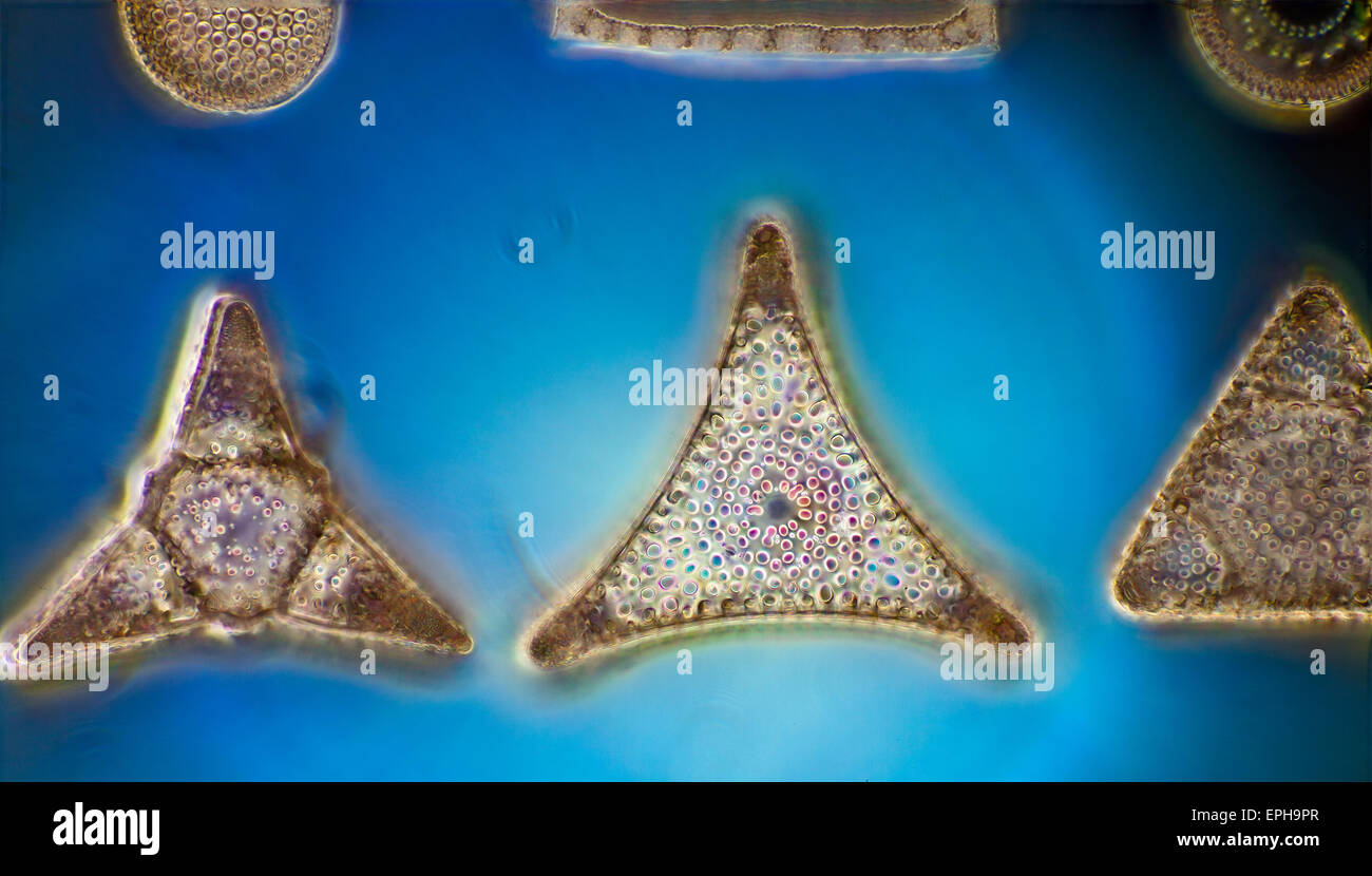 Heterokonts phytoplankton microscope fossil diatoms hi-res stock ...