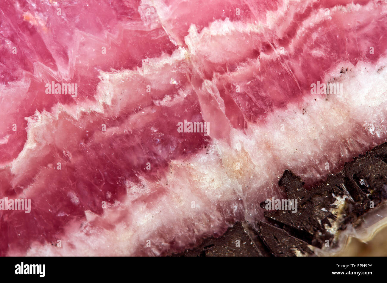 Rhodochrosite MNCO3. Pink manganese carbonate mineral. Macro. Beautiful ...
