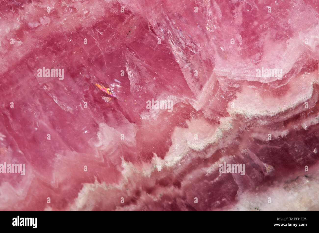 Rhodochrosite MNCO3. Pink manganese carbonate mineral. Macro. Beautiful ...