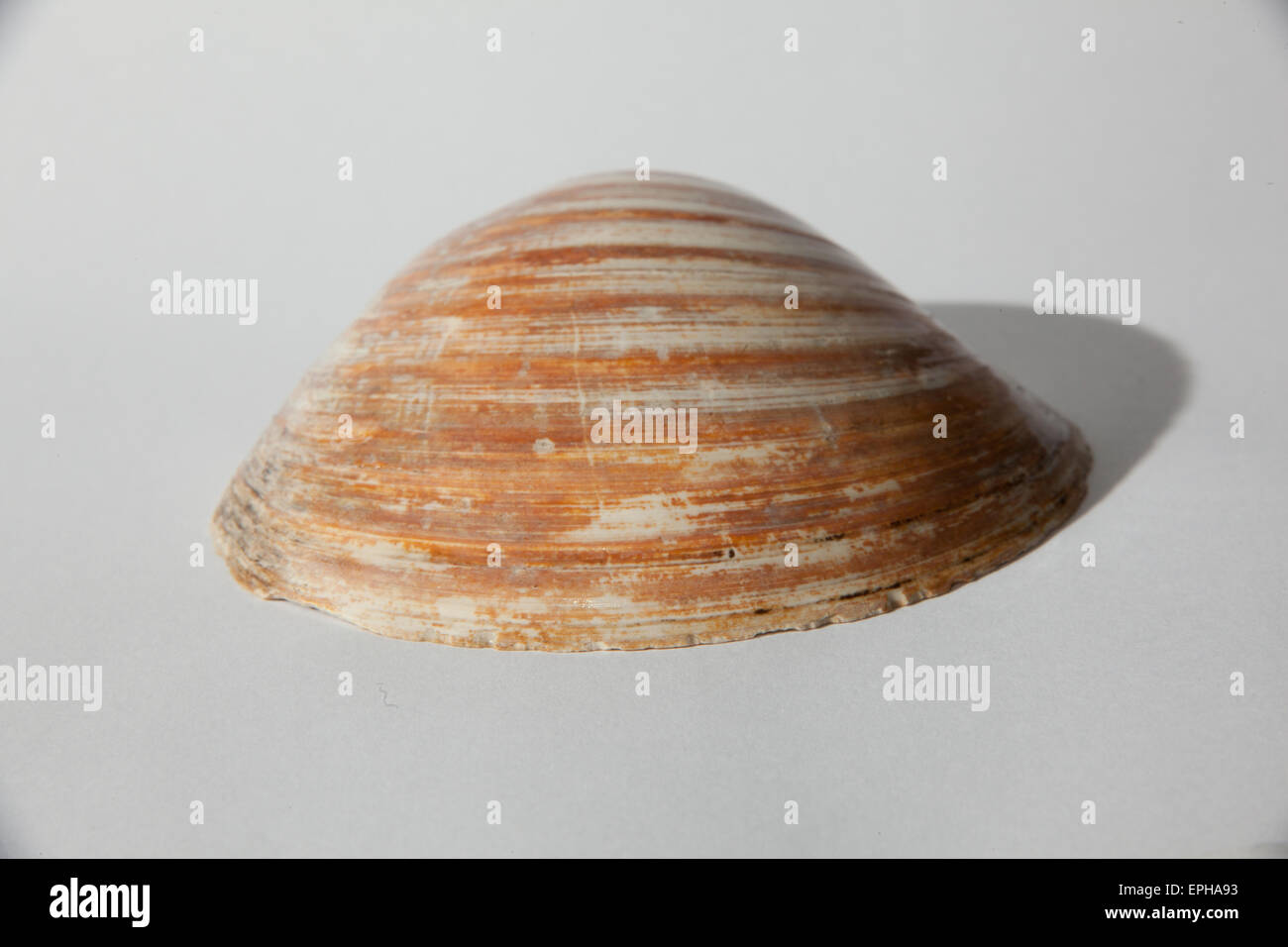 Shell shot on a white background Stock Photo - Alamy