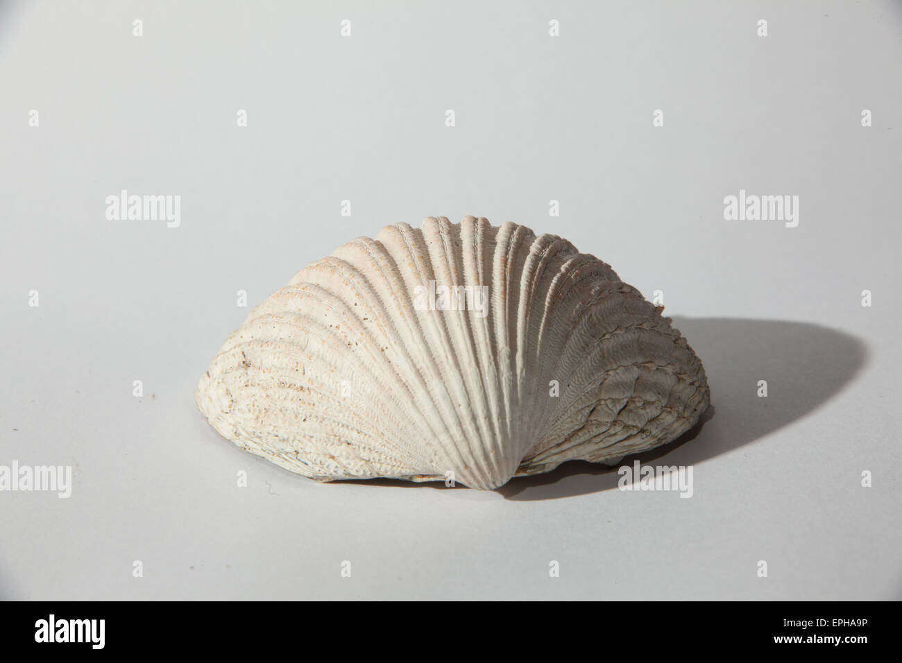 Shell shot on a white background Stock Photo - Alamy
